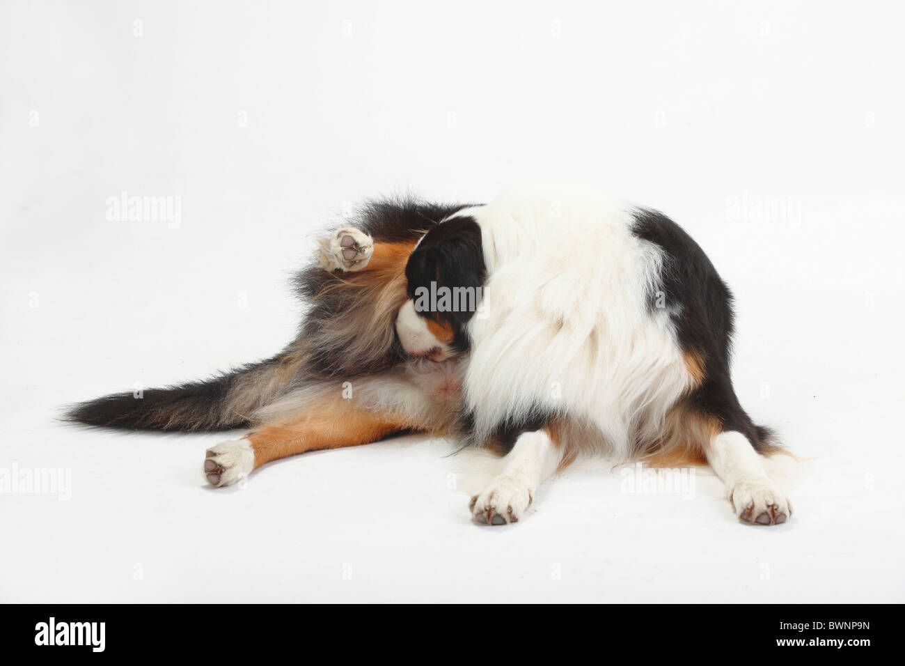 Australian shepherd black tri adult hi-res stock photography and images ...