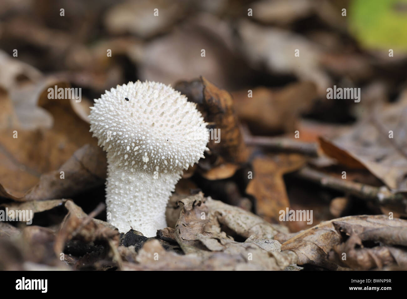 Common puffball - Gem-studded puffball - Devil's snuff-box - Pearly ...