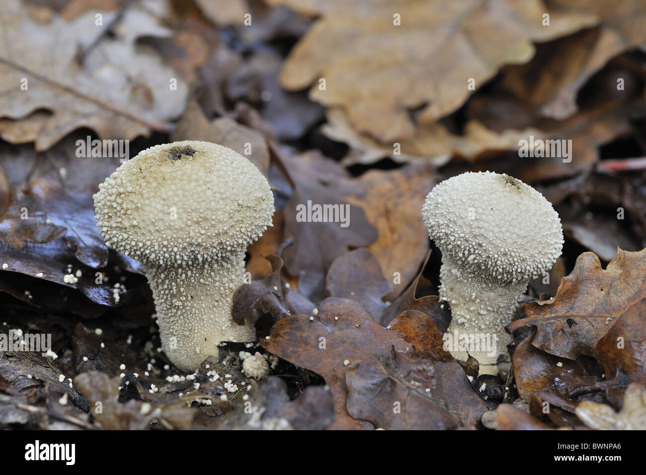 Common puffball - Gem-studded puffball - Devil's snuff-box - Pearly ...