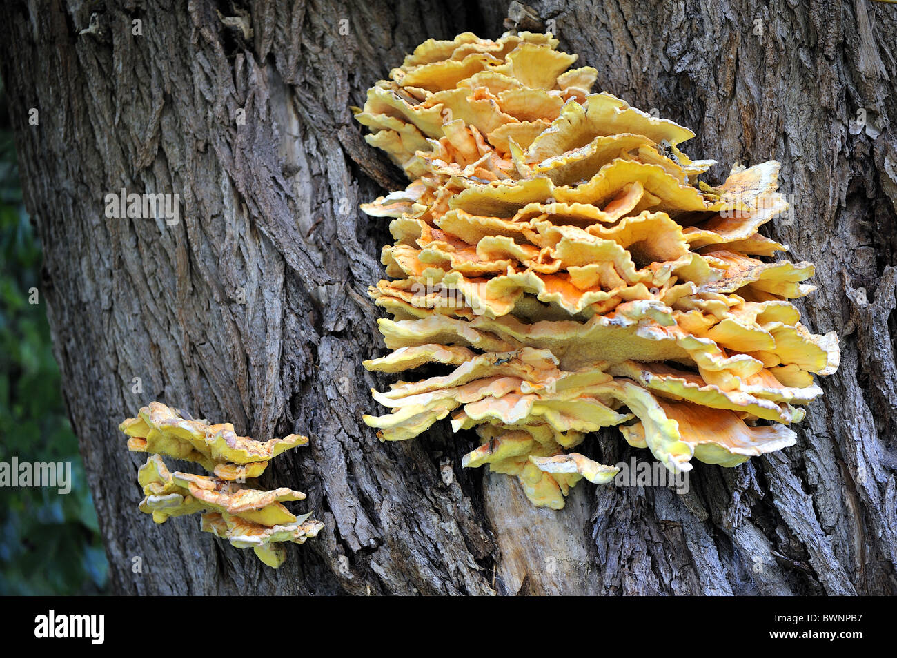 Willow bracket fungus hi-res stock photography and images - Alamy