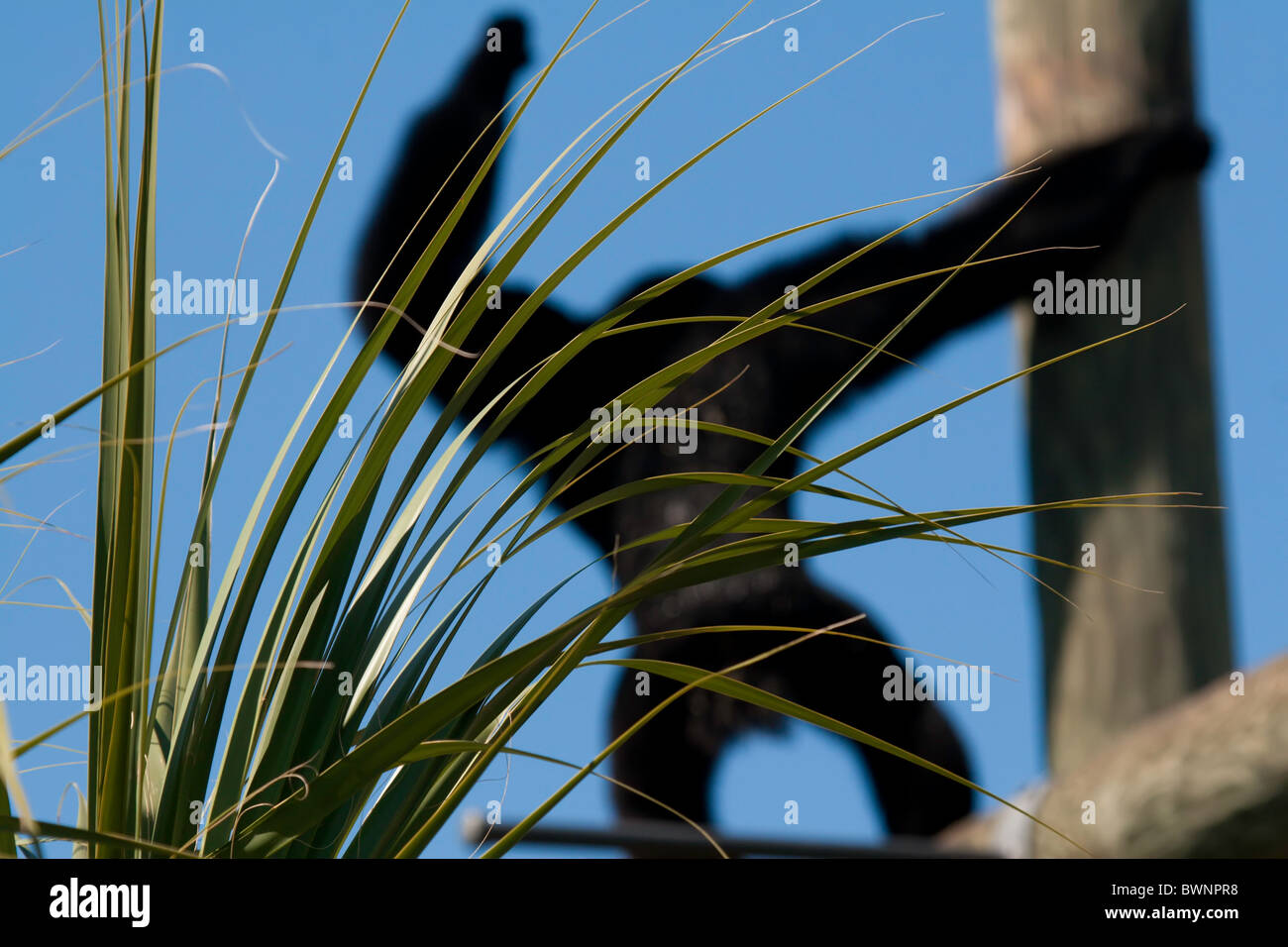 Monkey in the distance Stock Photo - Alamy