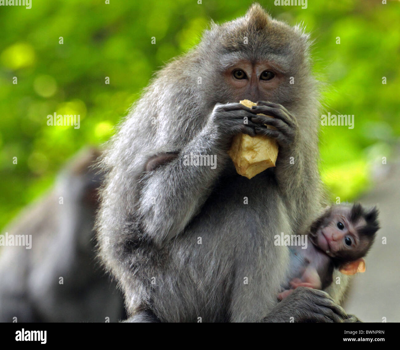 Mother and young macaque Stock Photo - Alamy