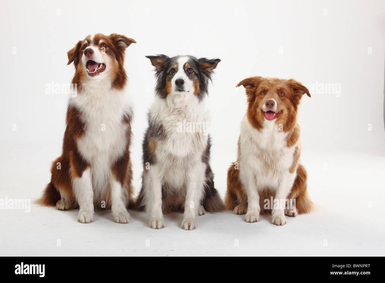 Australian border hi-res stock photography and images - Alamy