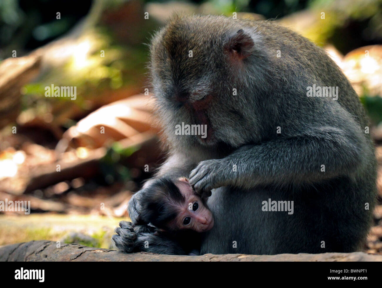 Infant macaque hi-res stock photography and images - Alamy