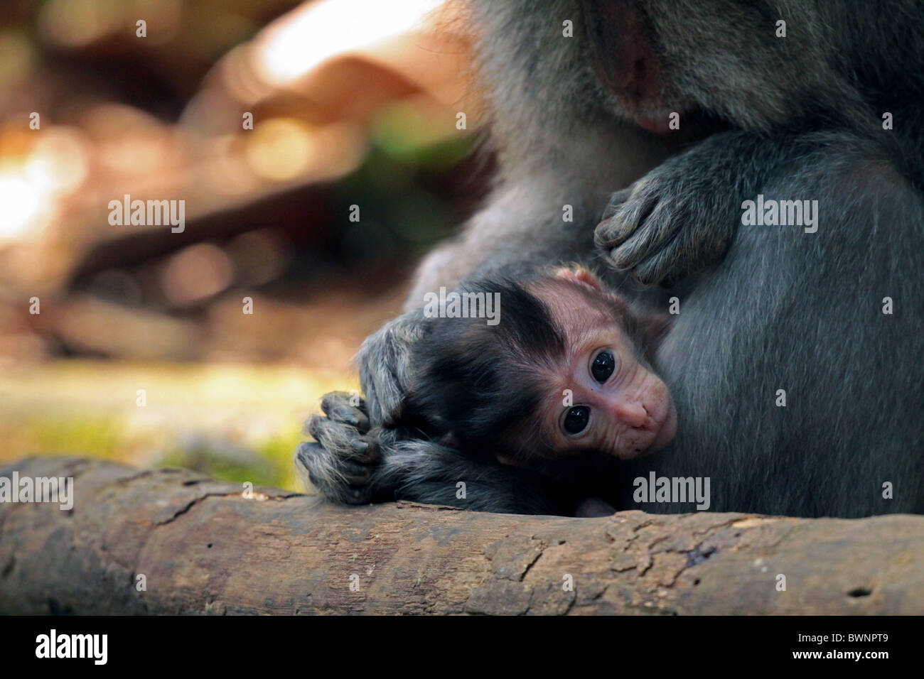 Mother and young macaque Stock Photo - Alamy