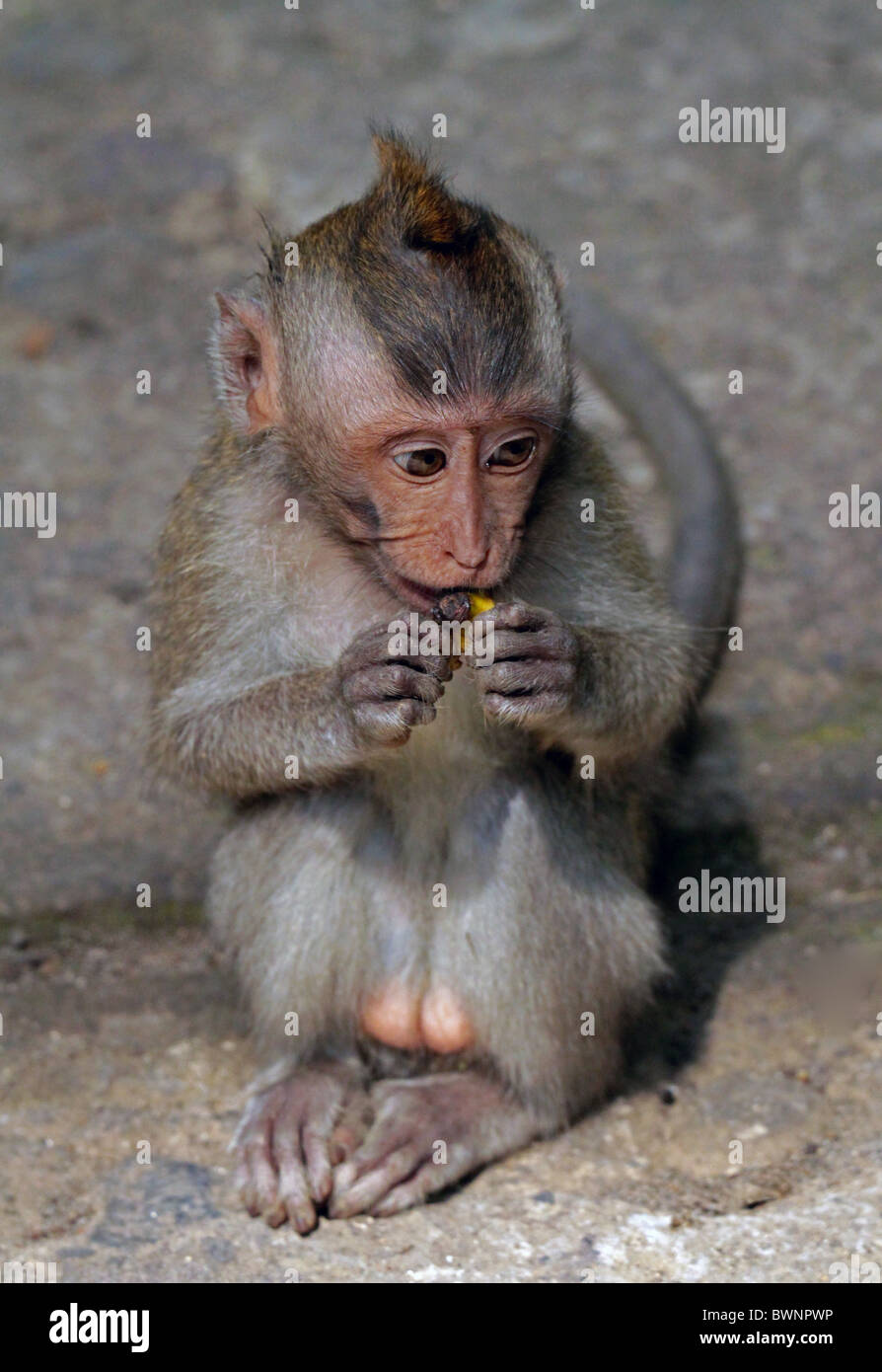 Baby macaque monkey Stock Photo - Alamy