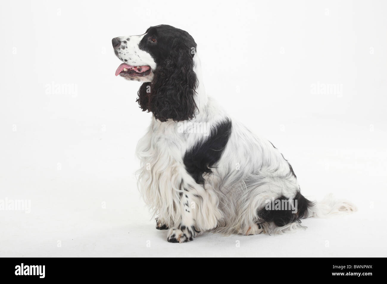 English Cocker Spaniel, black-and-white / side Stock Photo - Alamy