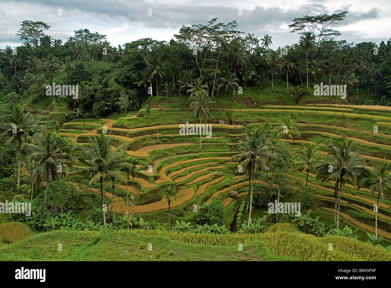 Bali rice Terraces Stock Photo - Alamy