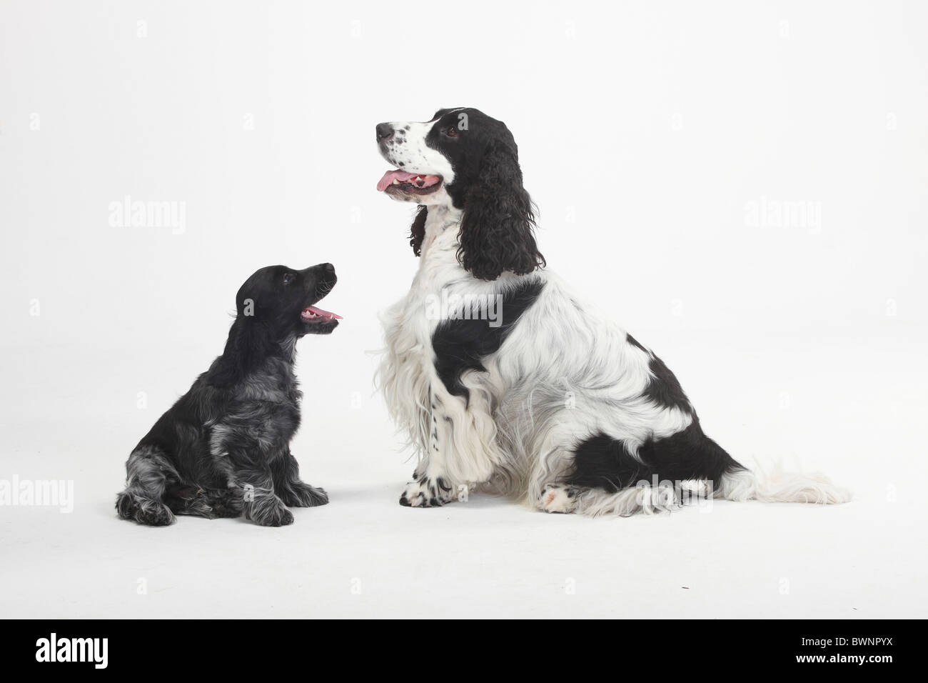 English cocker spaniel side hi-res stock photography and images - Alamy