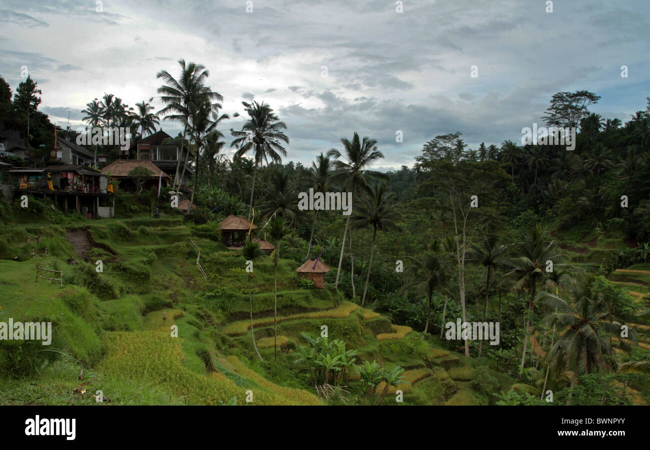 Bali Rice terraces Stock Photo - Alamy