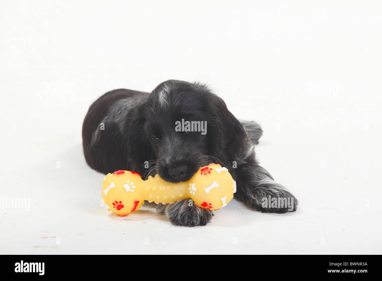 Cocker spaniel puppy playing hi-res stock photography and images - Alamy