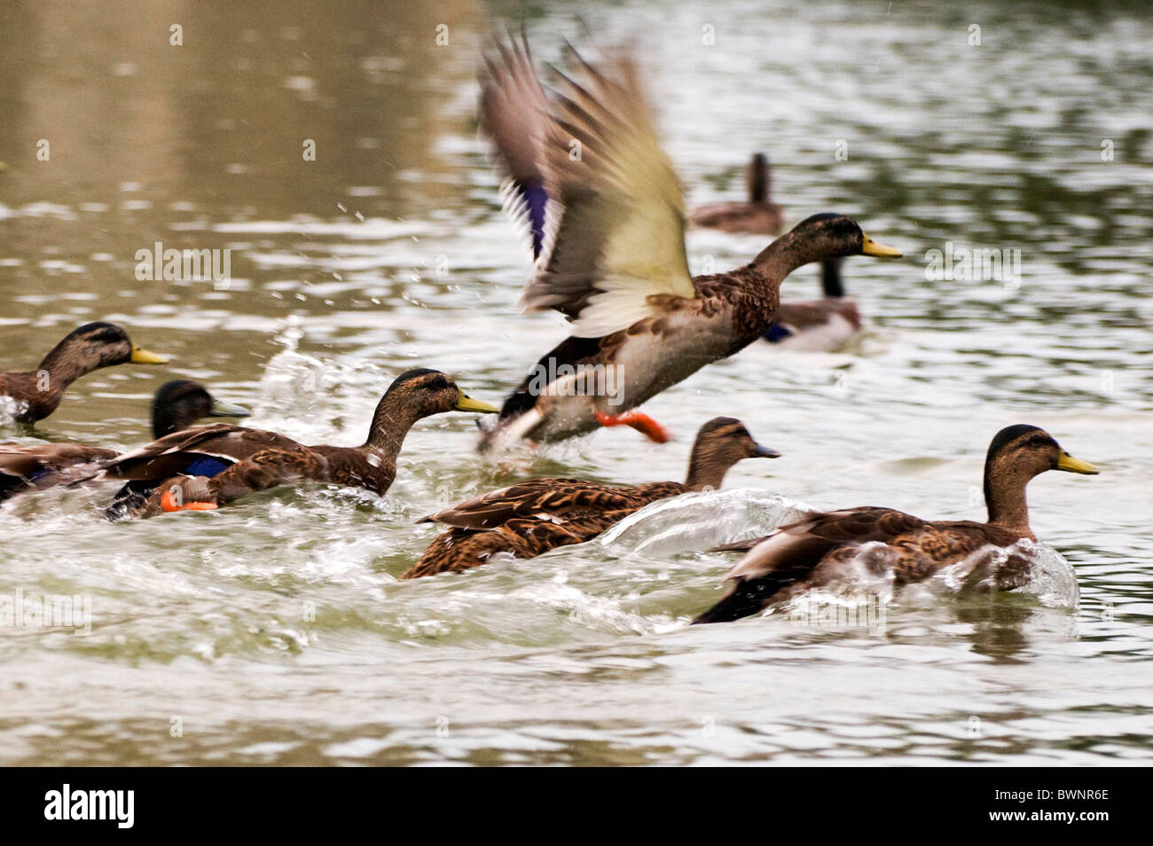 Group of Mallards Taking off from Water Surface Stock Photo - Alamy