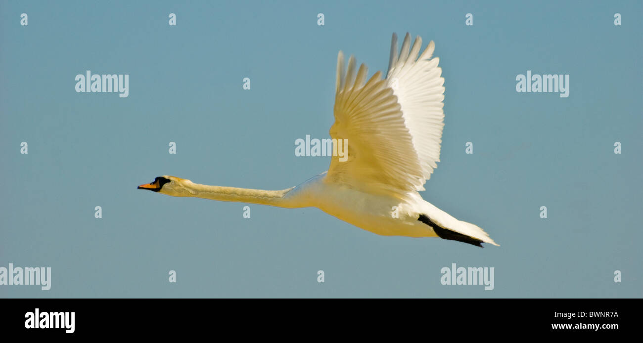 Bird wing outstretched hi-res stock photography and images - Alamy