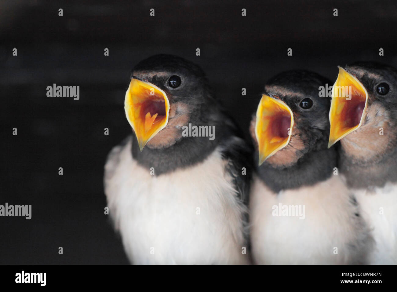 Crying birds hi-res stock photography and images - Alamy