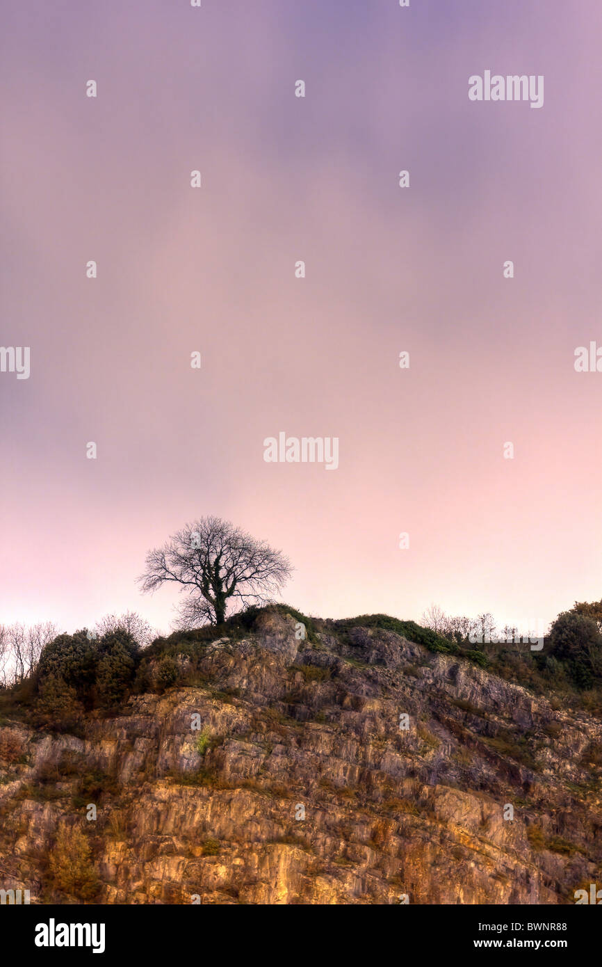 Lonely tree on a cliff Stock Photo - Alamy