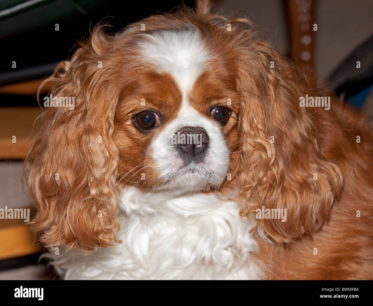 Spaniel dog head hi-res stock photography and images - Alamy