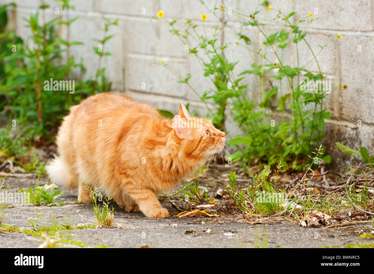 Prowling cat hi-res stock photography and images - Alamy