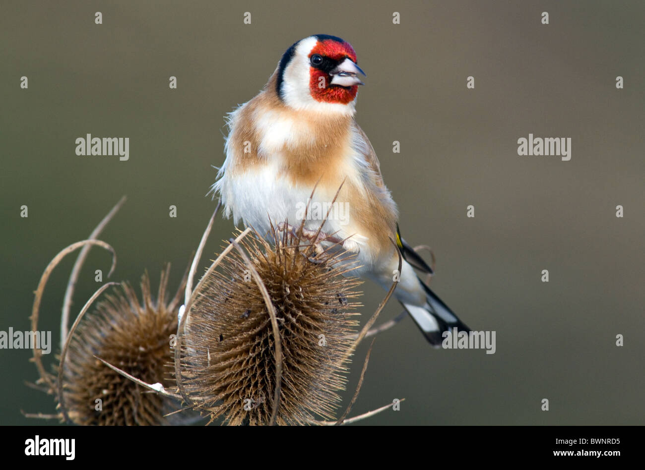 Teasel seeds for birds hi-res stock photography and images - Alamy