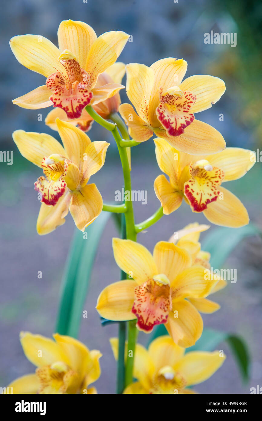 Orchid yellow cymbidium hi-res stock photography and images - Alamy