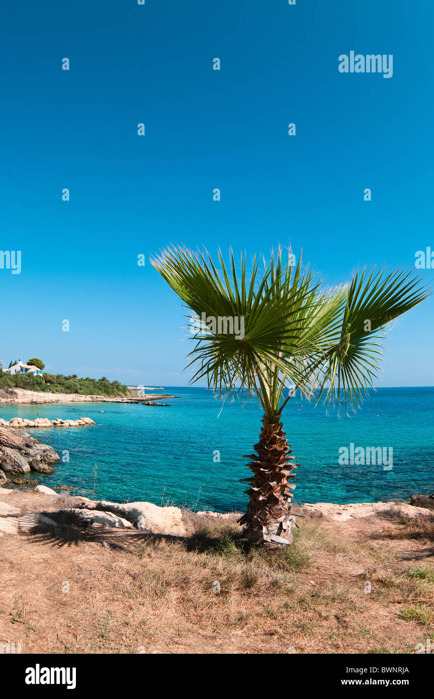 Palm tree lonely hi-res stock photography and images - Alamy