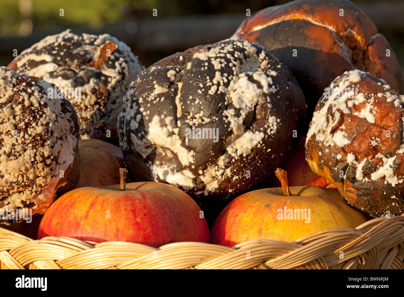 Good apple rotten apple hi-res stock photography and images - Alamy
