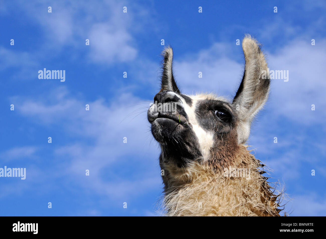 Lama head hi-res stock photography and images - Alamy