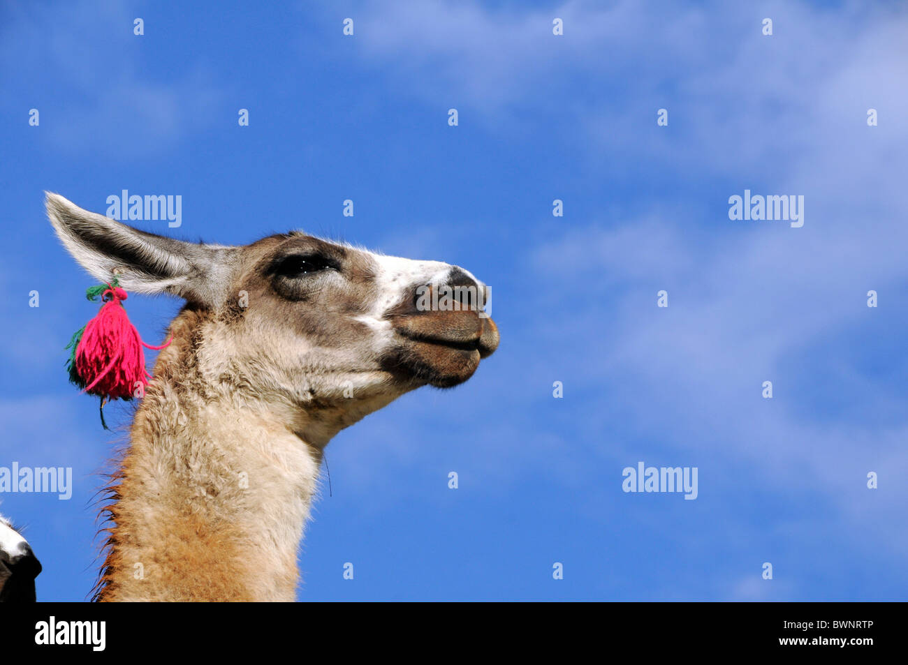 Lama head hi-res stock photography and images - Alamy