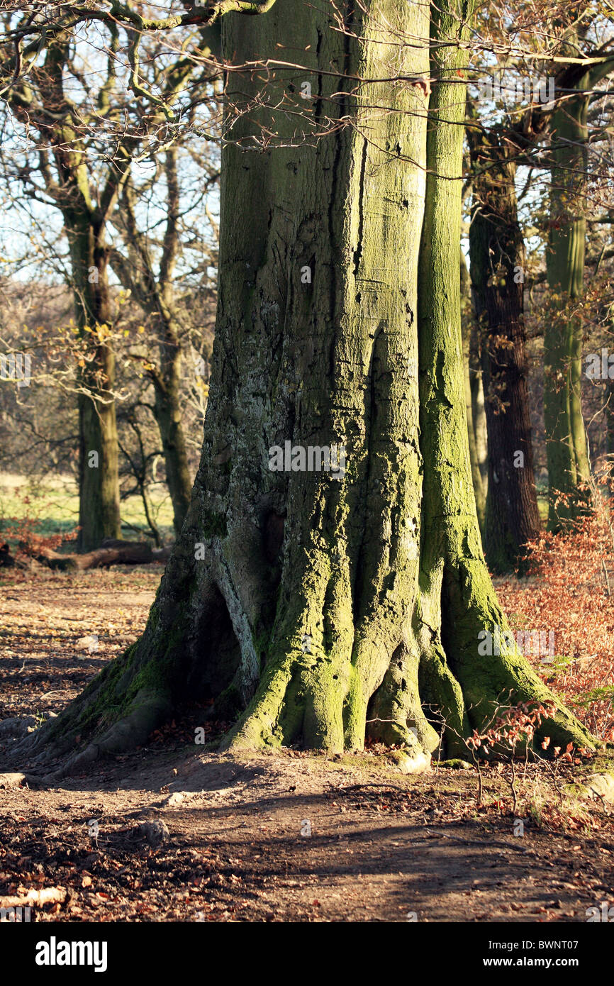 Tree Trunks and roots in a Beech Woodland Stock Photo - Alamy
