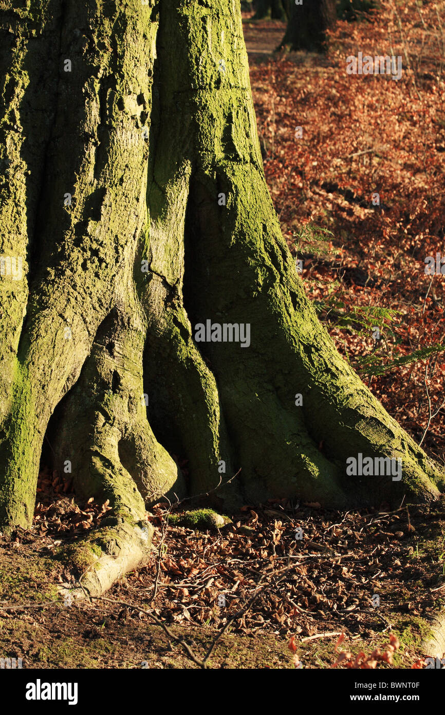 Tree Trunks and roots in a Beech Woodland Stock Photo - Alamy