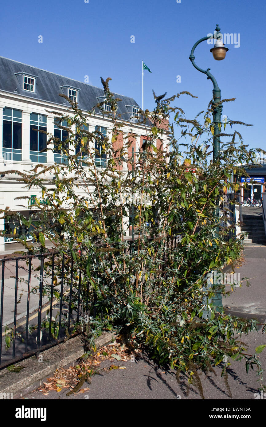 Buddleia hi-res stock photography and images - Alamy