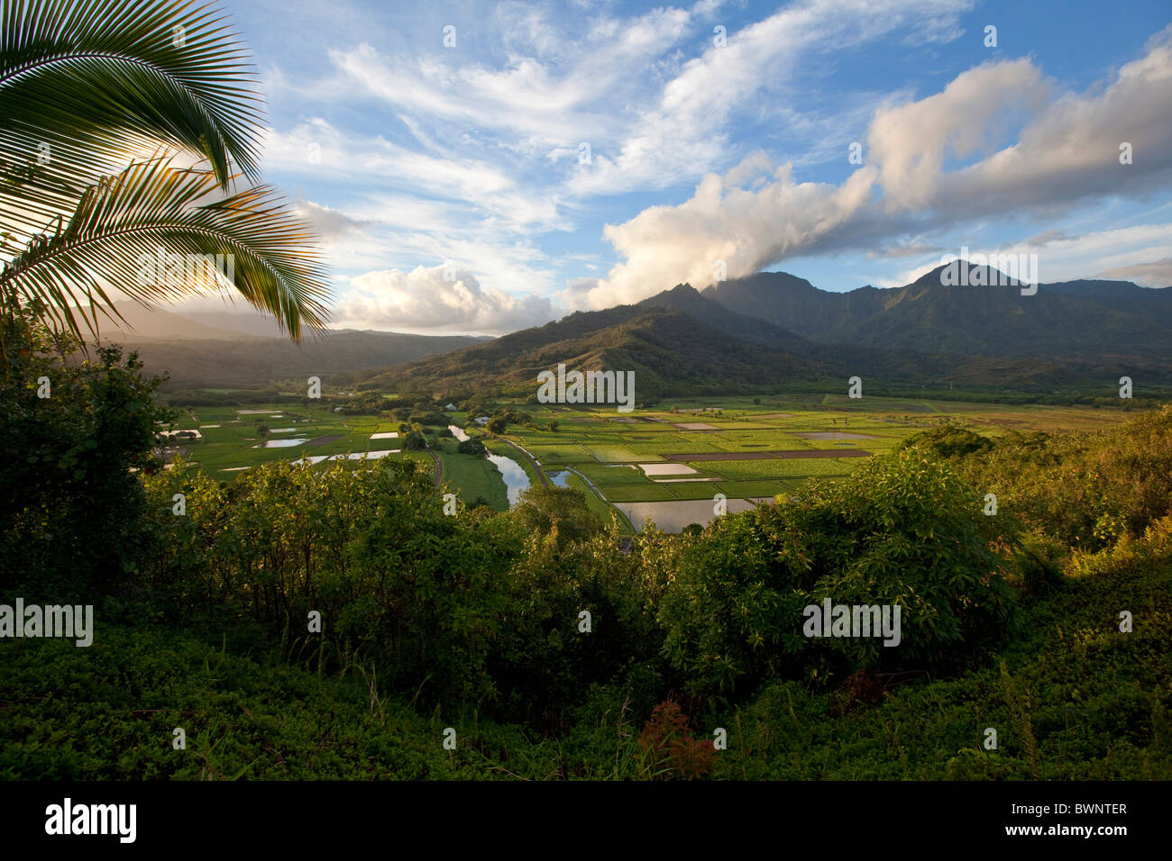 Taro field, Hanalei Valley,Kauai, Hawaii Stock Photo - Alamy