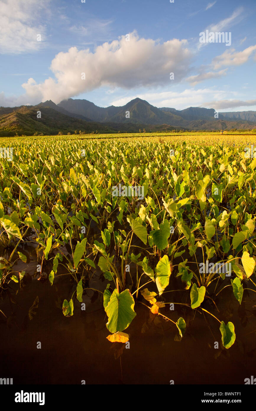 Taro field, Hanalei Valley,Kauai, Hawaii Stock Photo - Alamy