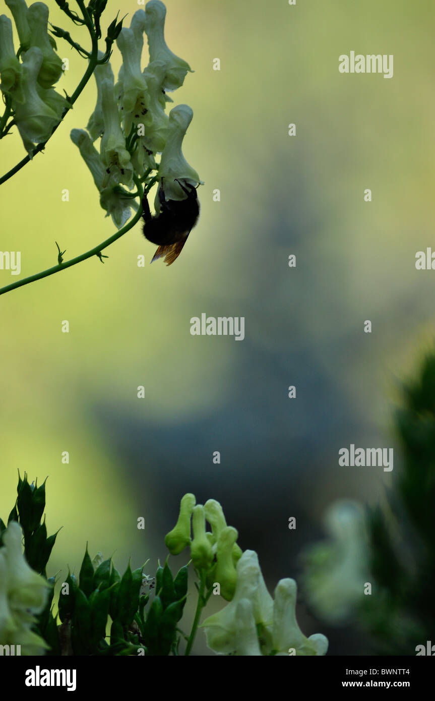 Honey bee pollenating sweet pea flower Stock Photo - Alamy