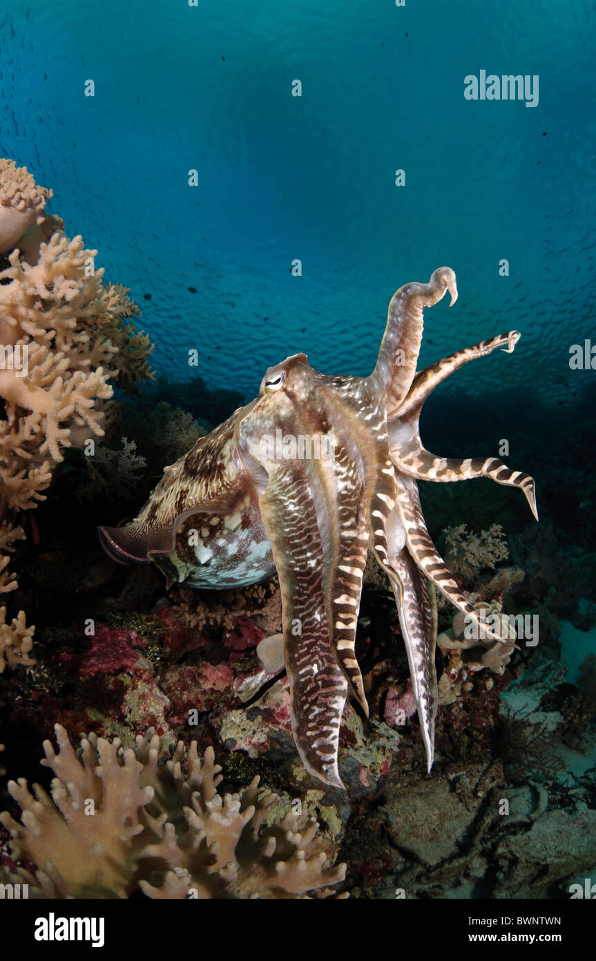 Cephalopoda cuttlefish hi-res stock photography and images - Alamy