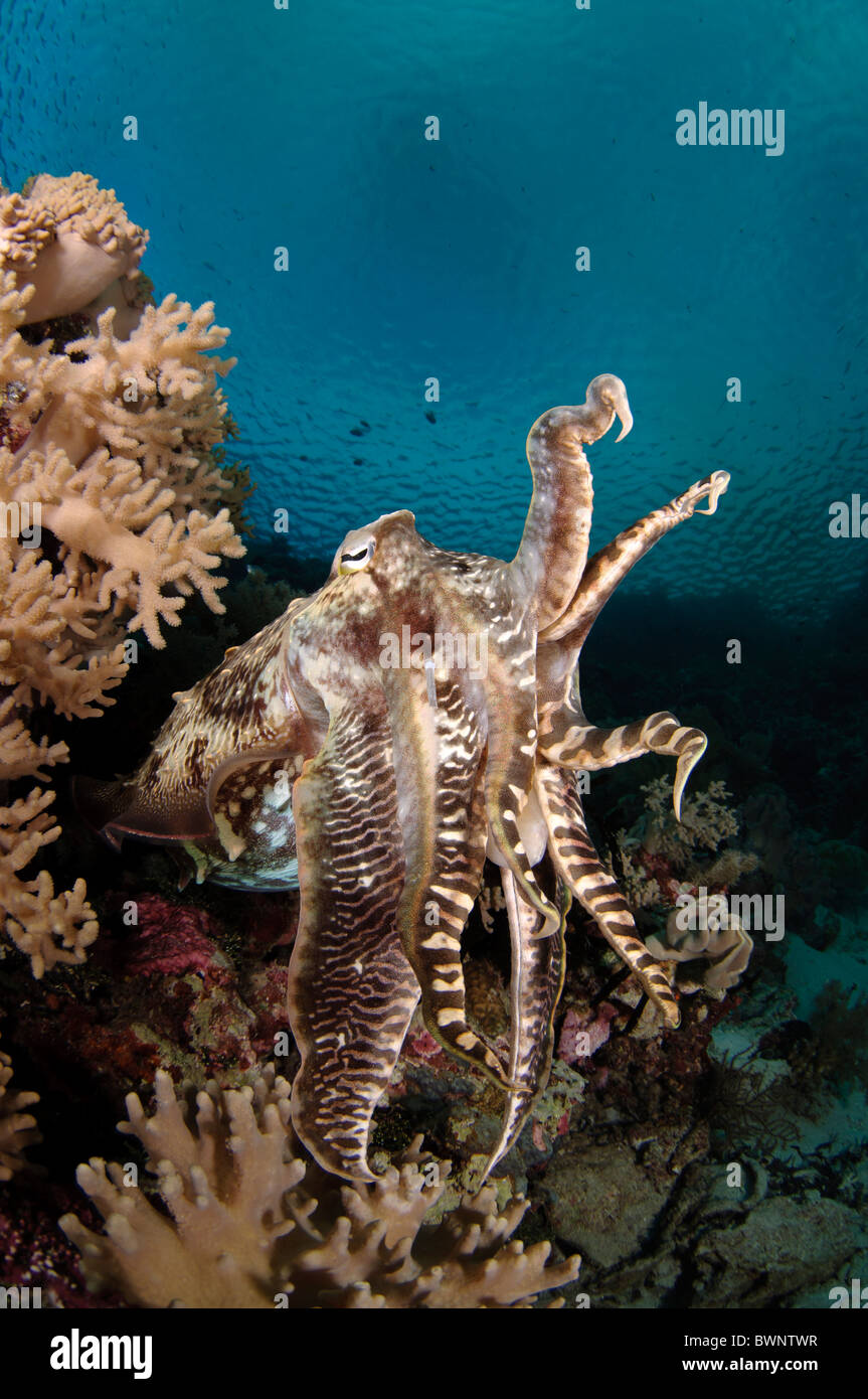 Cephalopoda cuttlefish hi-res stock photography and images - Alamy