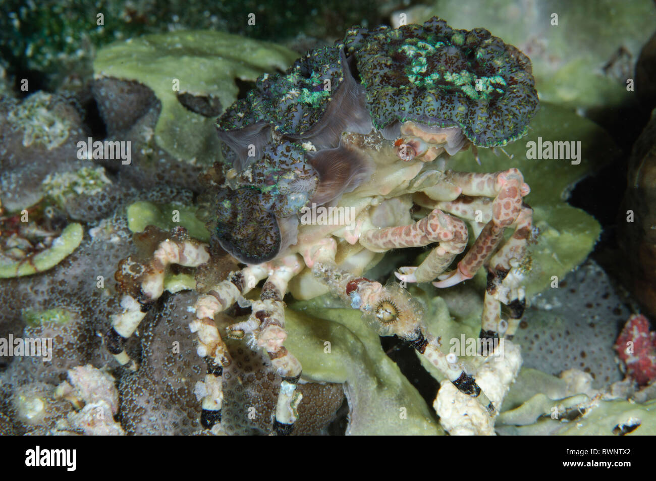 Decorator crab hi-res stock photography and images - Alamy