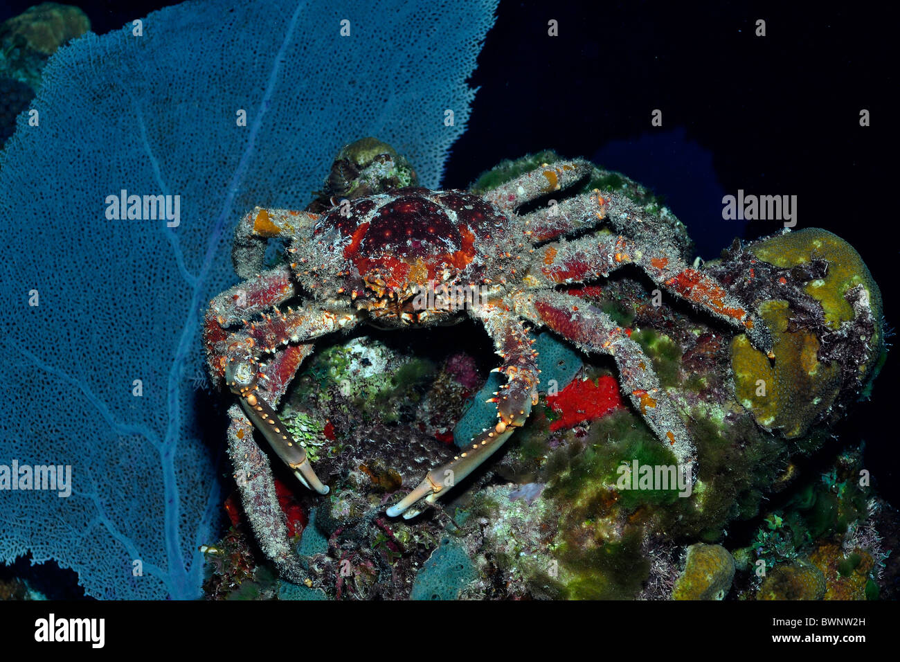 Channel clinging crab, Mithrax spinosissimus, Cozumel Stock Photo - Alamy