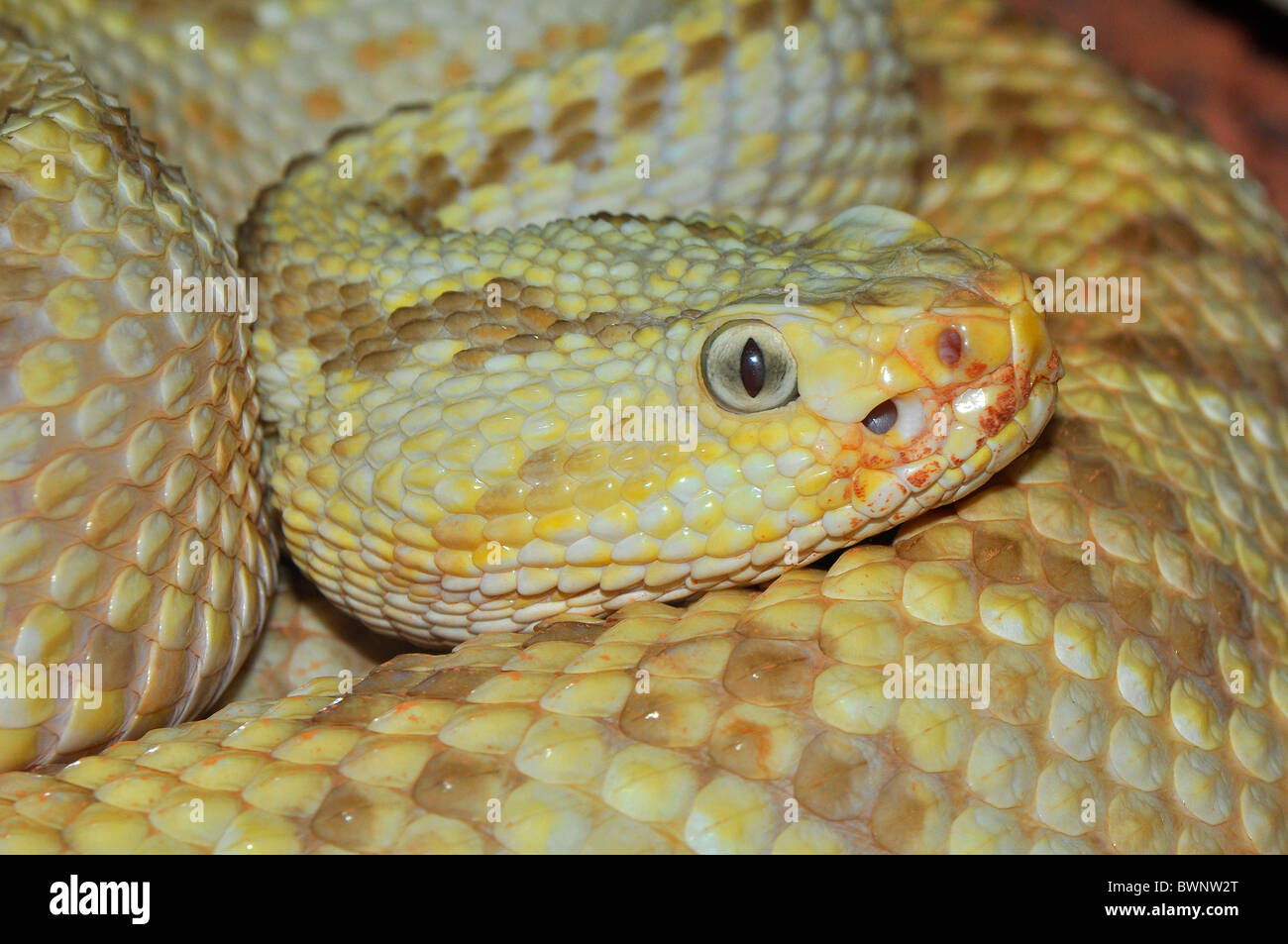Neotropical Rattlesnake