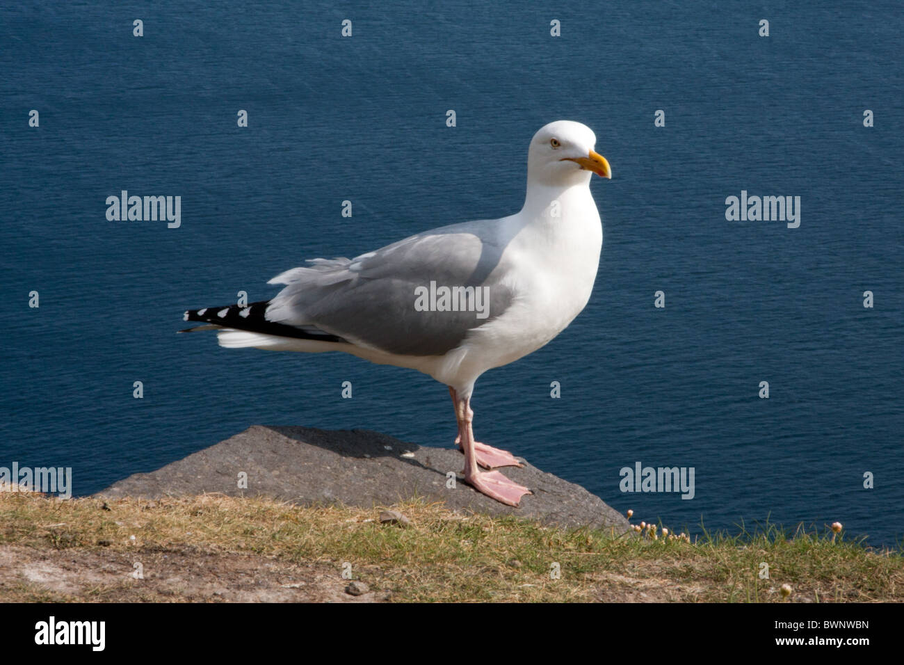 Closeup shot seagull bird hi-res stock photography and images - Alamy