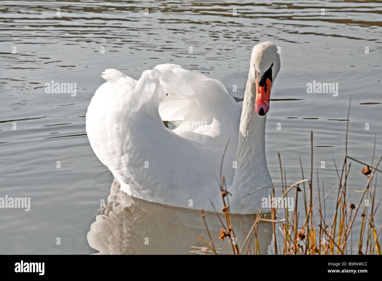 swan as a close shot Stock Photo - Alamy