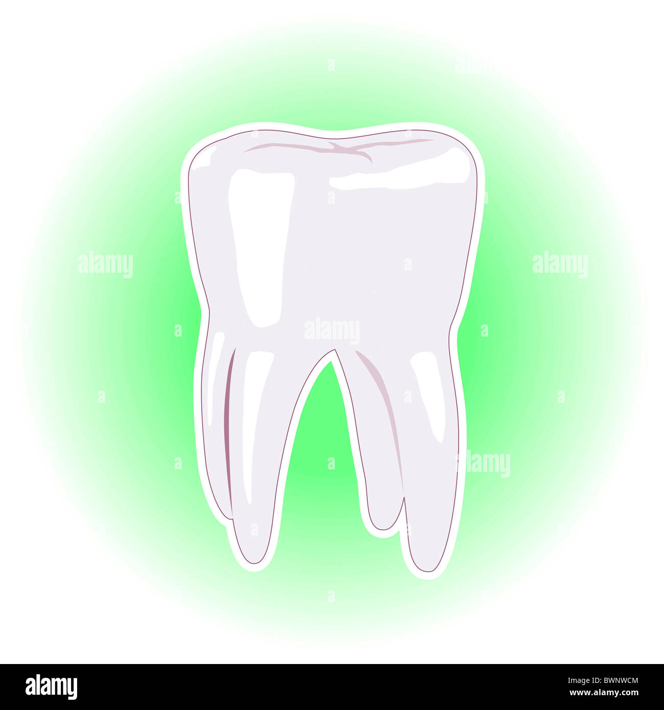 Tooth vector illustration isolated on white green background Stock ...