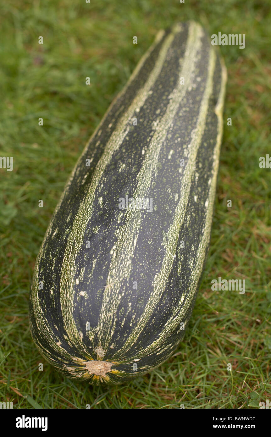 Giant marrow hi-res stock photography and images - Alamy
