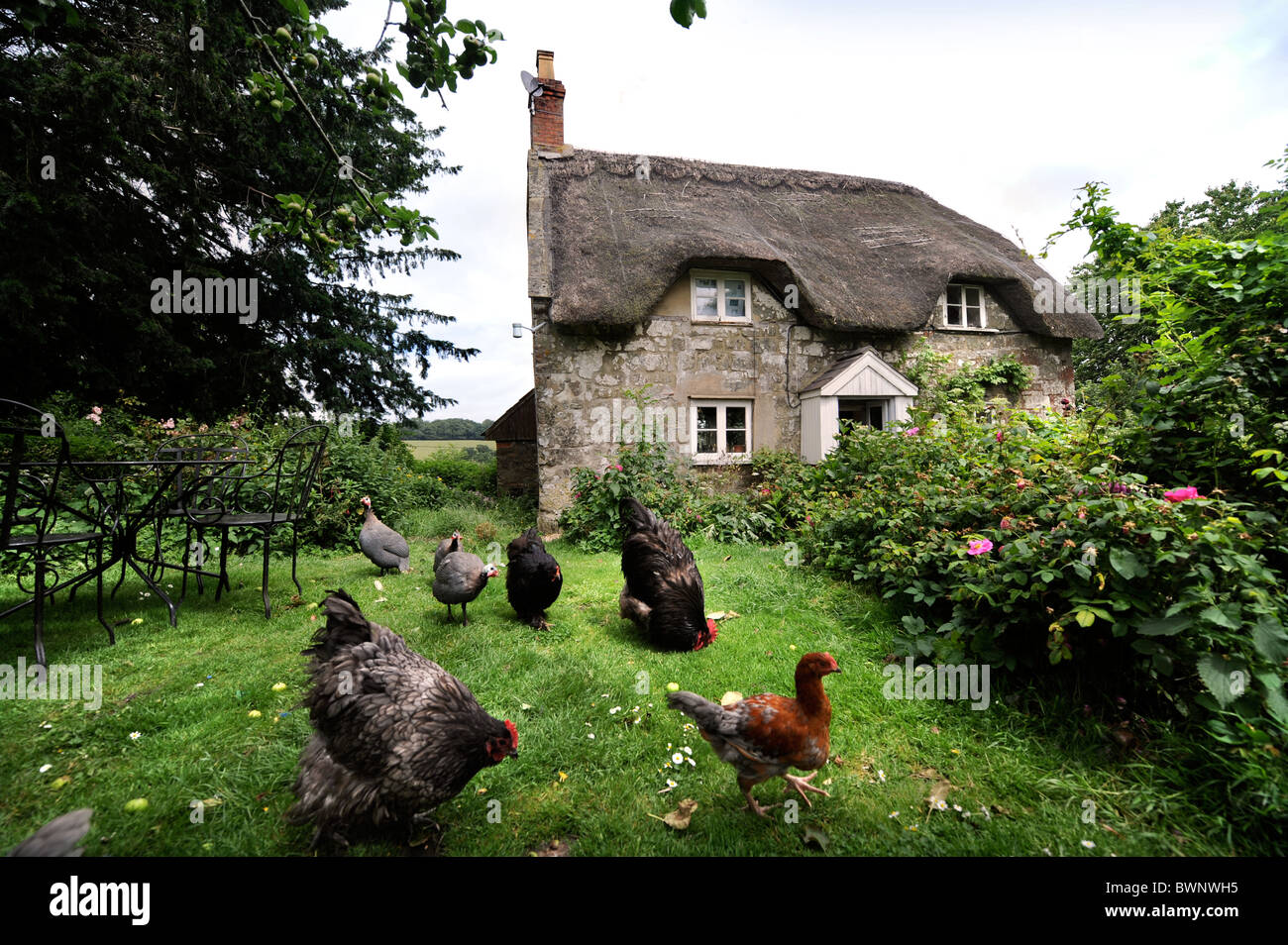 Chickens uk hi-res stock photography and images - Alamy