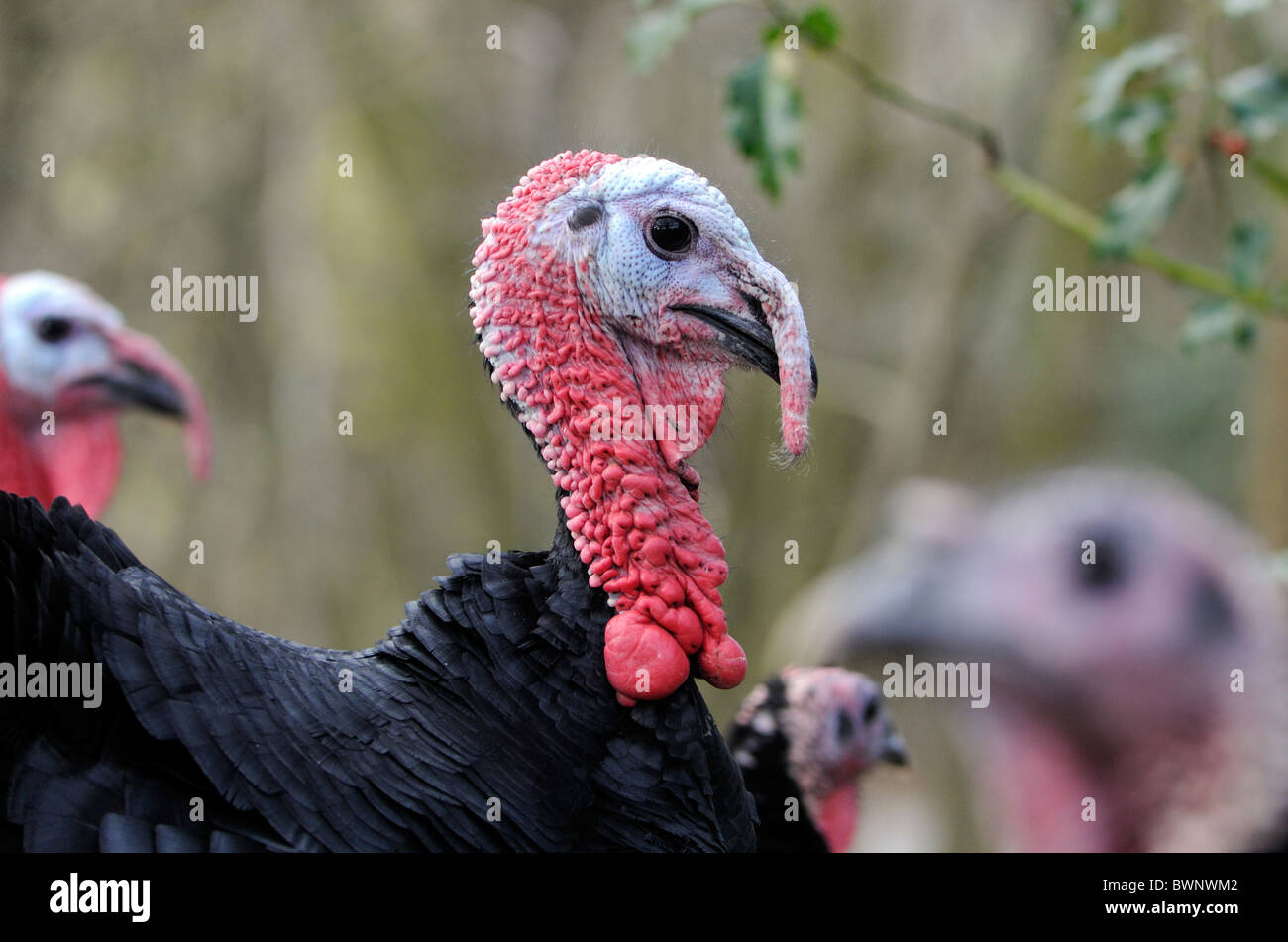 Turkey wattle hi-res stock photography and images - Alamy