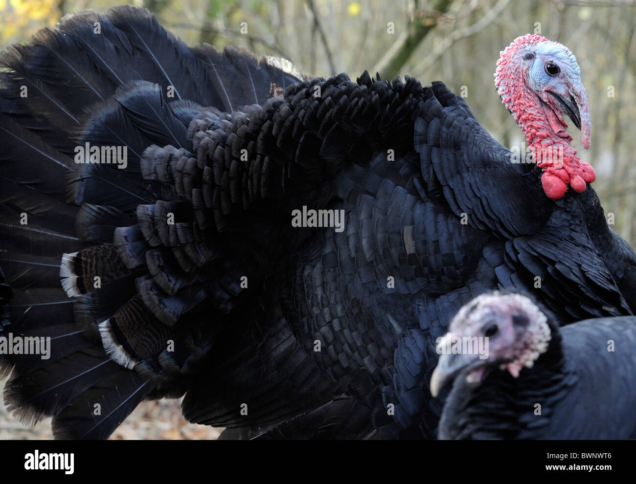 Turkey wattle hi-res stock photography and images - Alamy