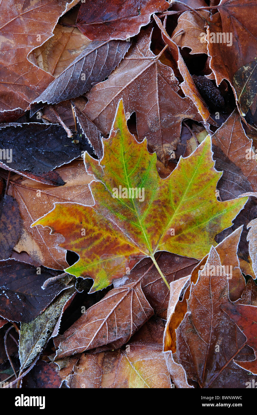 Leaf litter with one green and frosted London plane leaf on frosty ...