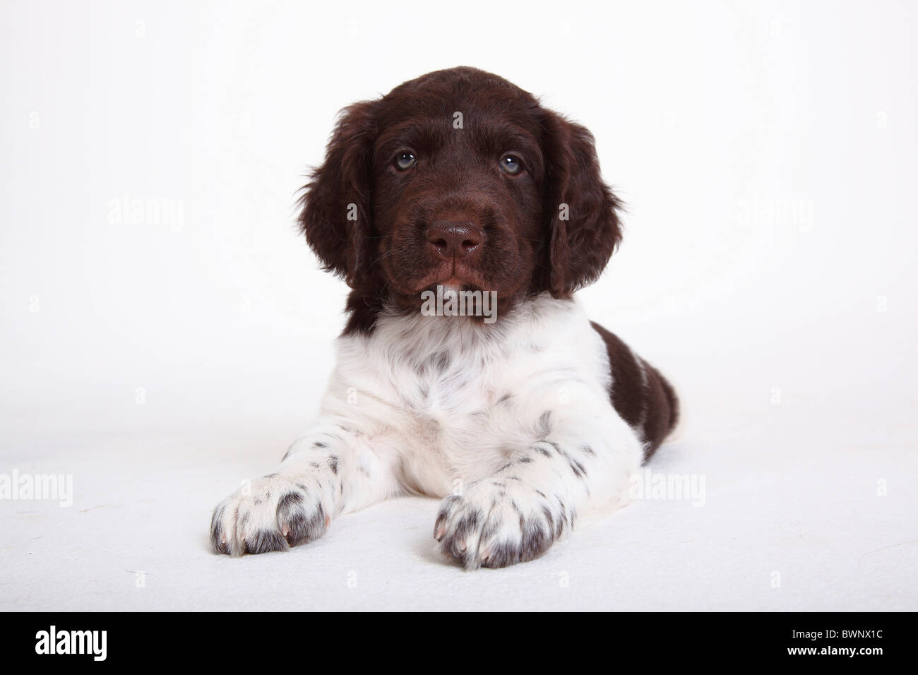 Small Munsterlander, puppy, 7 weeks / Kleiner Münsterländer Stock Photo ...