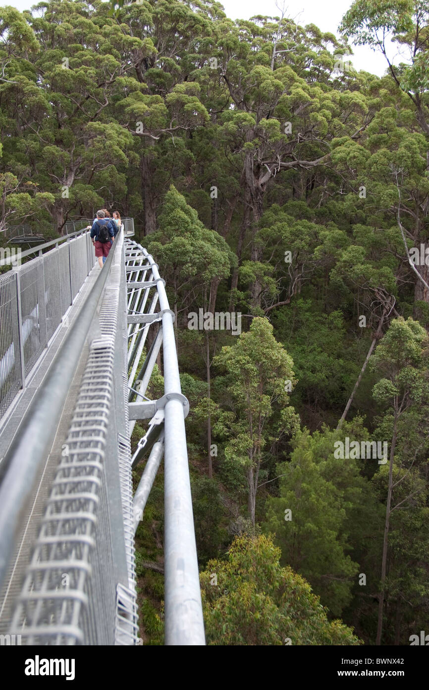Walkway in the tree tops at Karri Valley in the Valley of the Giants ...