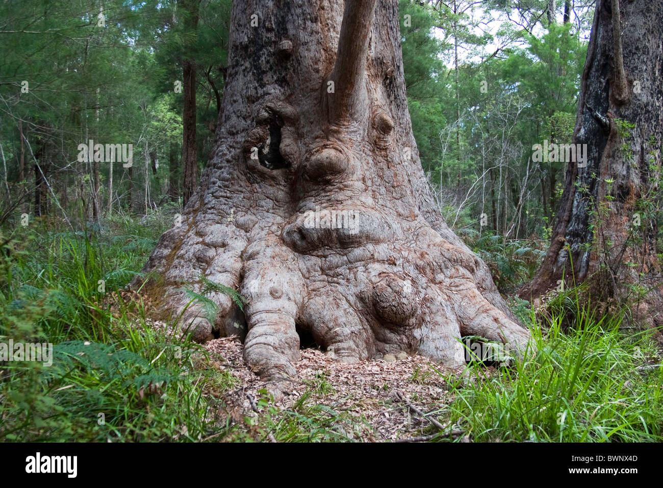 The trunk of this tree displays a face. Karri Valley Tree Top Walk ...