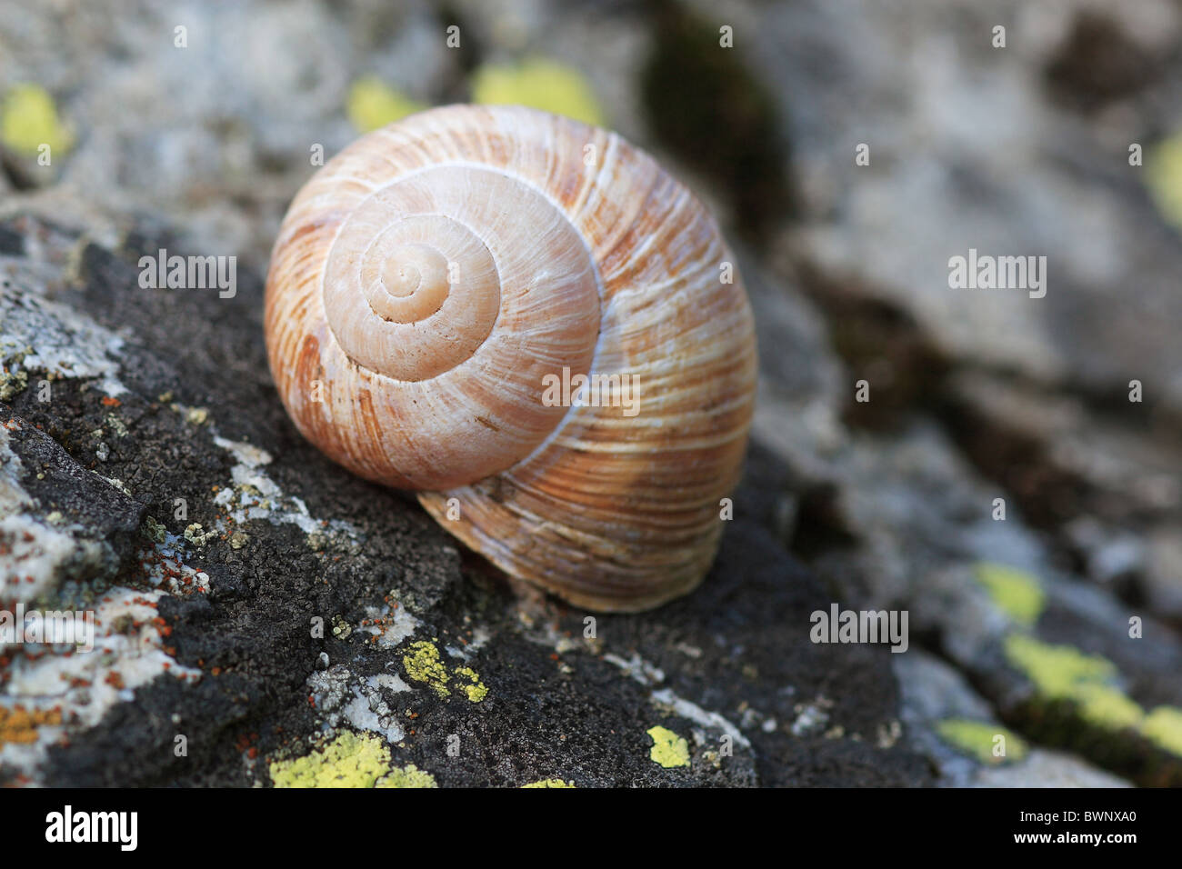 Empty snail shell hi-res stock photography and images - Alamy